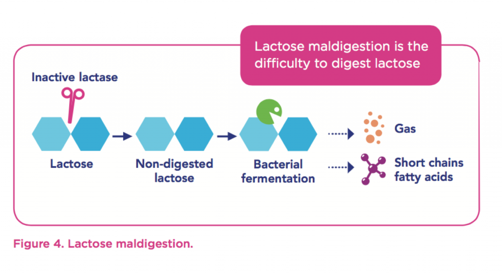 White book: the lactase activity - Yogurt in Nutrition
