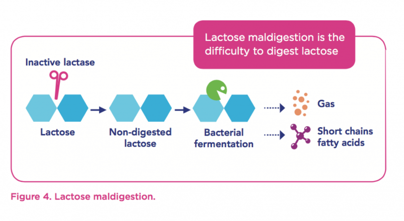 White book: the lactase activity - Yogurt in Nutrition