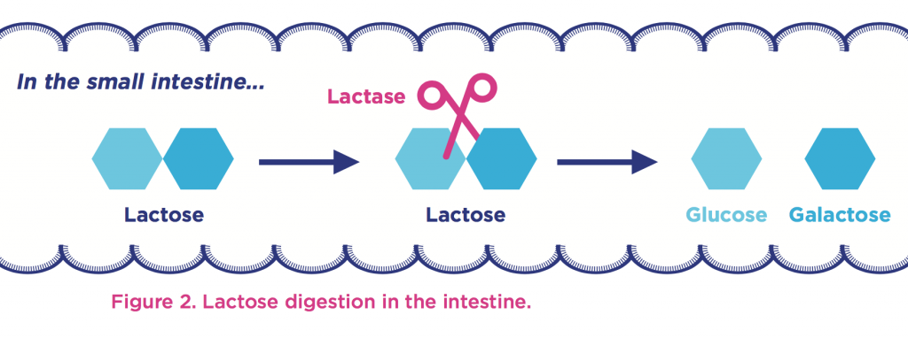 Lactose As A Nutrient Yogurt In Nutrition lactose-as-a-nutrient-yogurt-in-nutrition