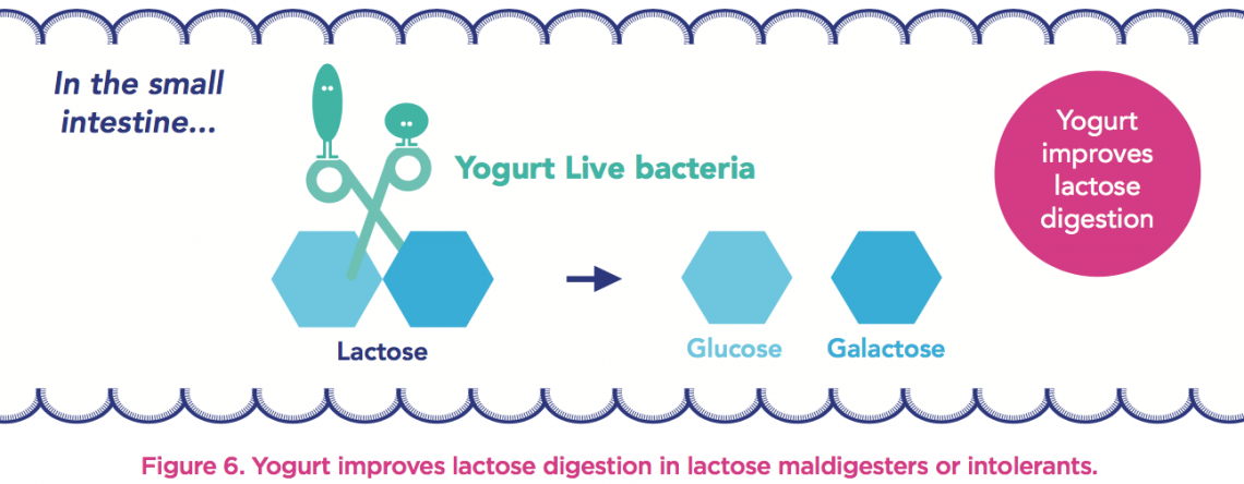 White book: the benefit of yogurt for lactose digestion - Yogurt in ...