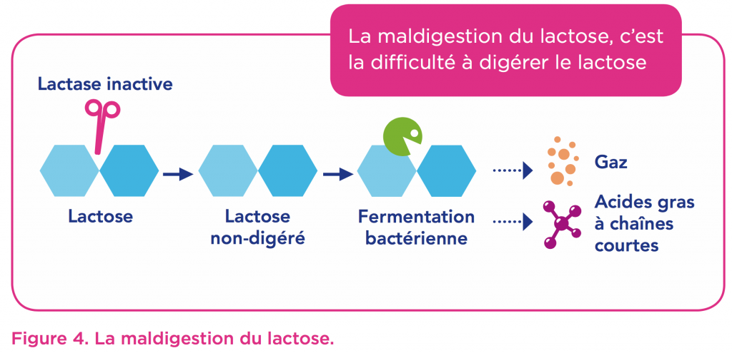 L’activité de la lactase - Yogurt in Nutrition