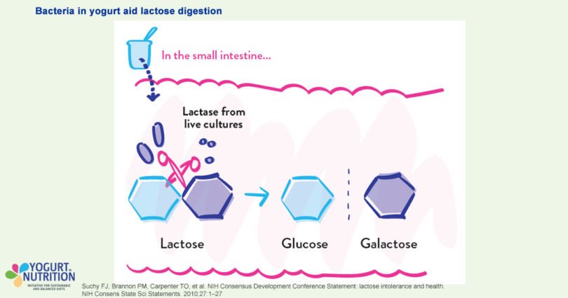 Yogurt improves the digestion of lactose - Yogurt in Nutrition