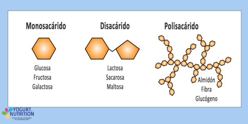 Los hidratos de carbono y la lactosa al detalle - Yogurt in Nutrition