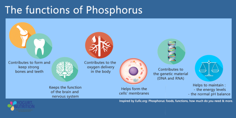 Focus on Phosphorus - Yogurt in Nutrition