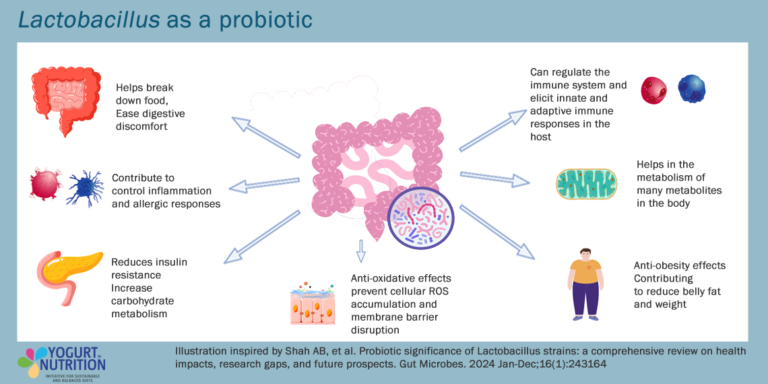 Lactobacillus bacteria: probiotics that pack a health punch - Yogurt in ...